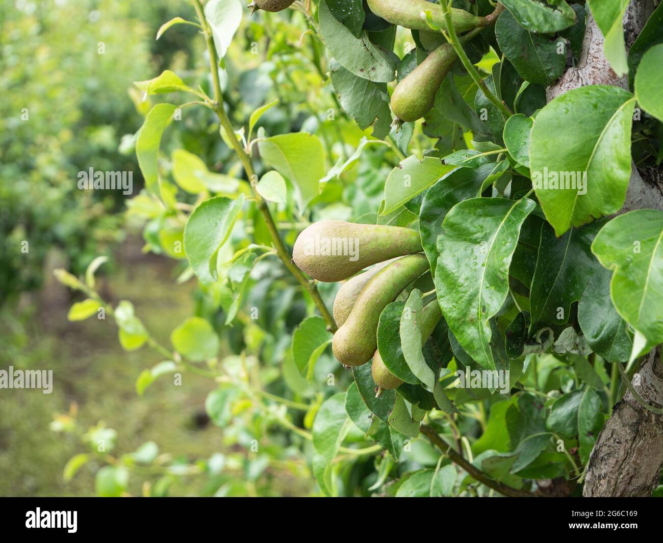 Young pears on a young pear tree in an orchard Stock Photo - Alamy