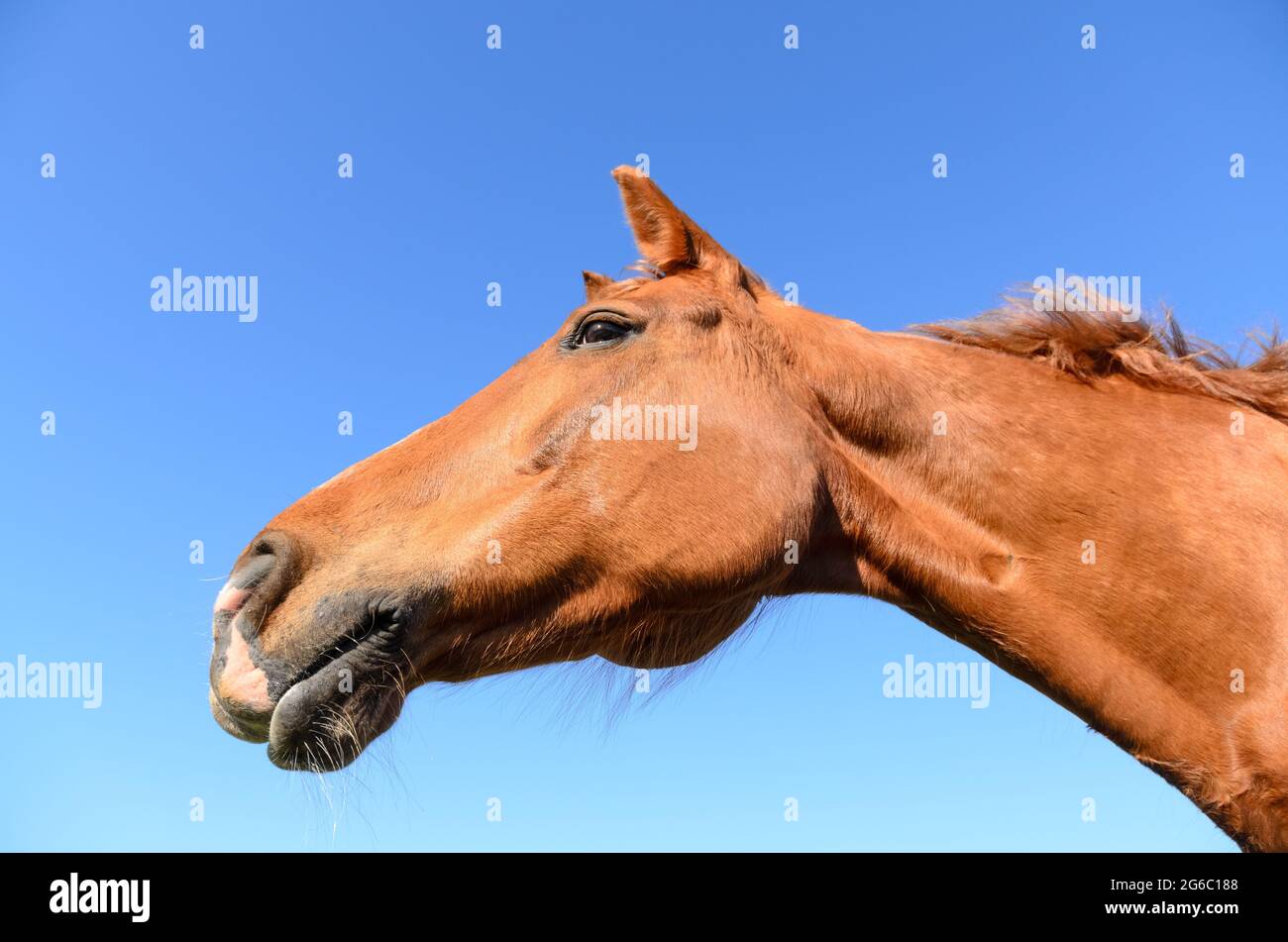 Domestic brown horse (Equus ferus caballus) against clear blue sky ...
