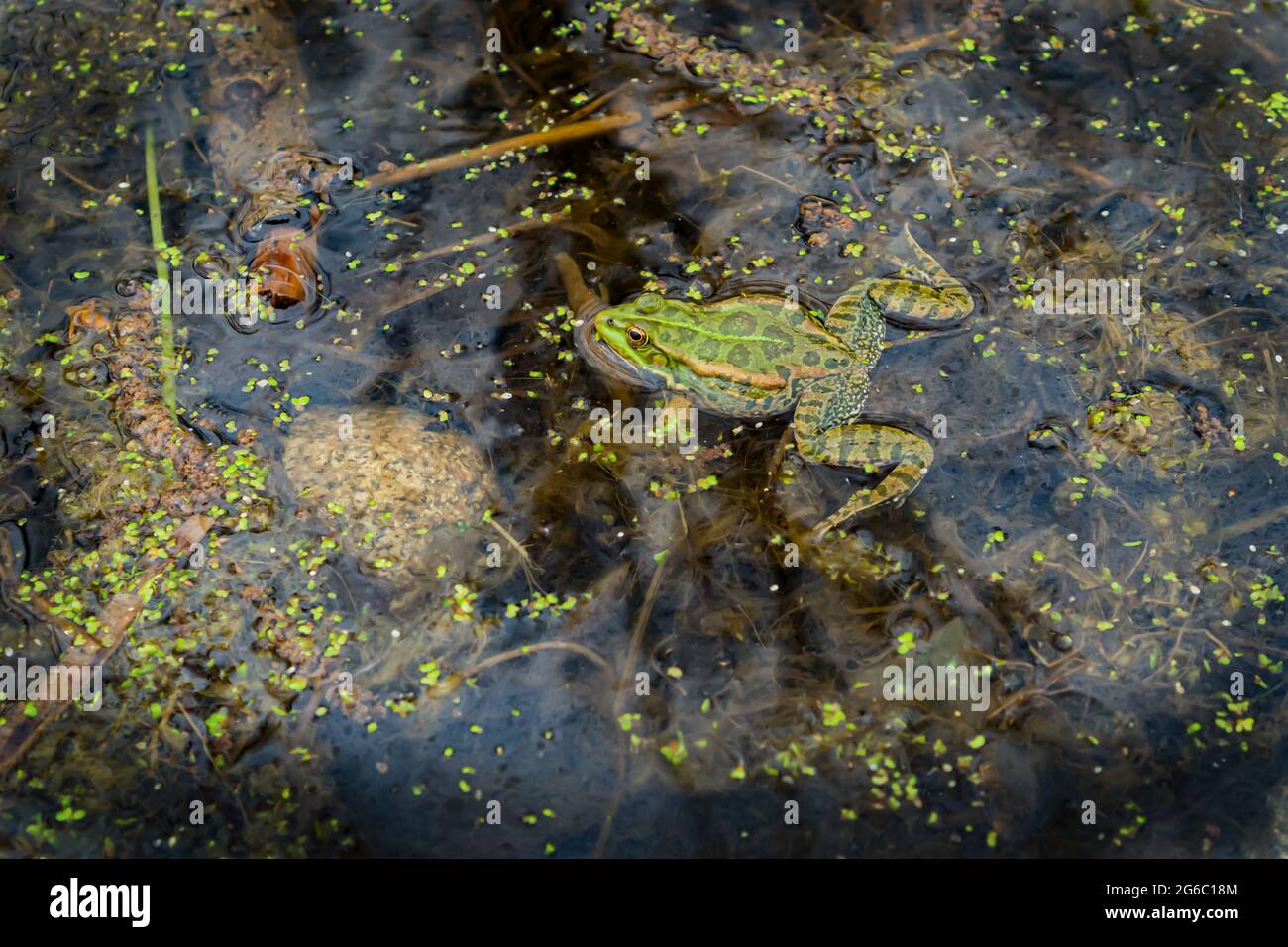 A green frog swims in a swamp on the surface of the water Stock Photo ...