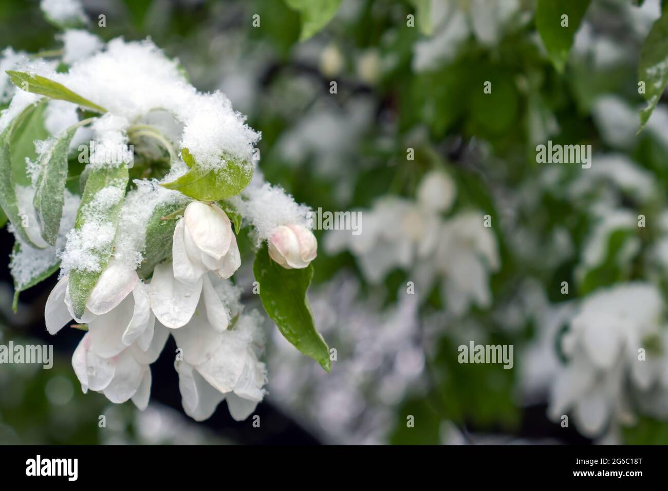 Snow on the branches of a blooming green tree in frosty spring Stock ...