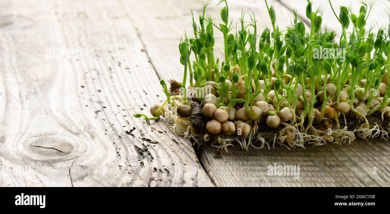 green pea sprouts on a gray wooden table, healthy and tasty food, detox ...