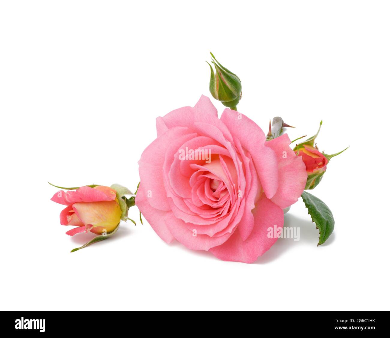 blooming pink rose bud with green leaves on a white background ...