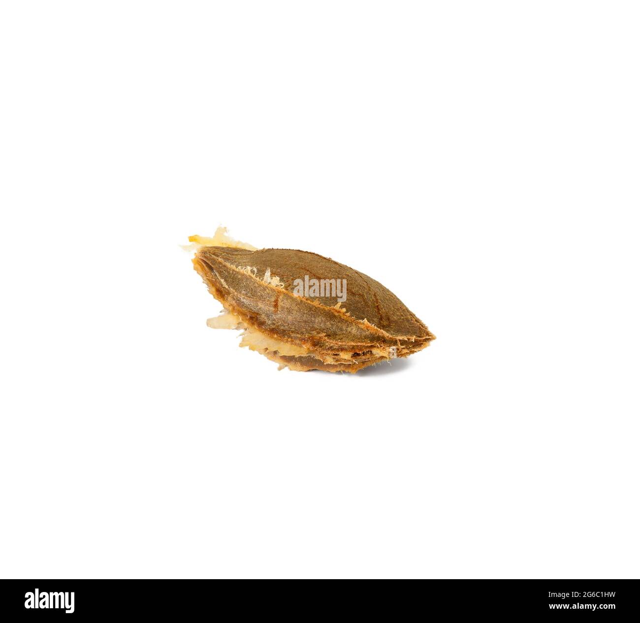 apricot pits on a white background, close up Stock Photo - Alamy