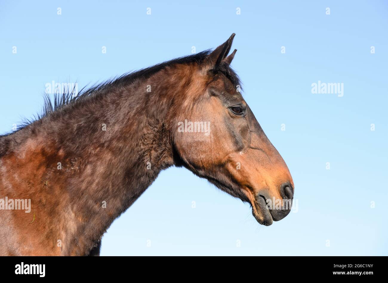 Brown Horse Head Profile