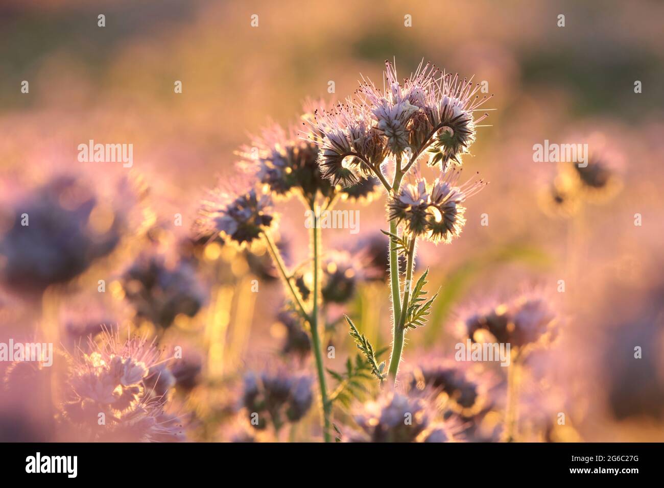 Phacelia Field High Resolution Stock Photography and Images - Alamy