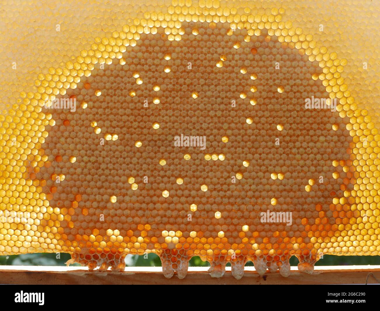 Brood frame with queen cell hi-res stock photography and images - Alamy