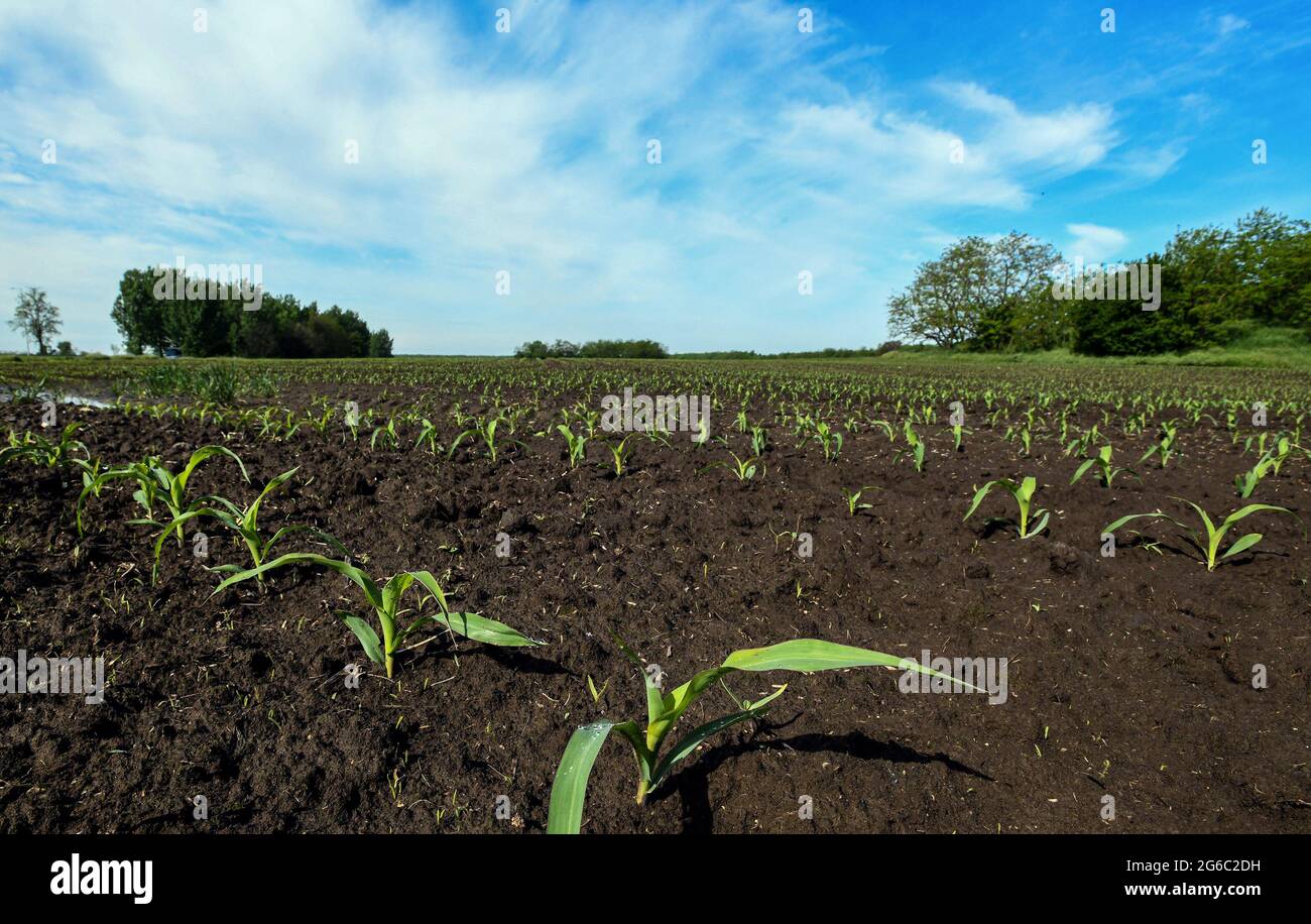Corn field in spring time Stock Photo - Alamy