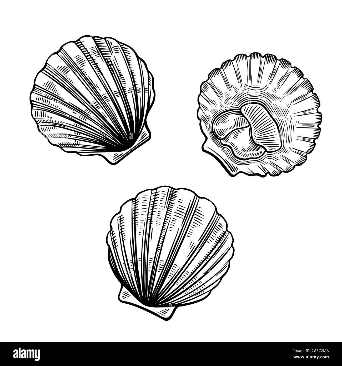 Scallop Shell Logo High Resolution Stock Photography and Images - Alamy