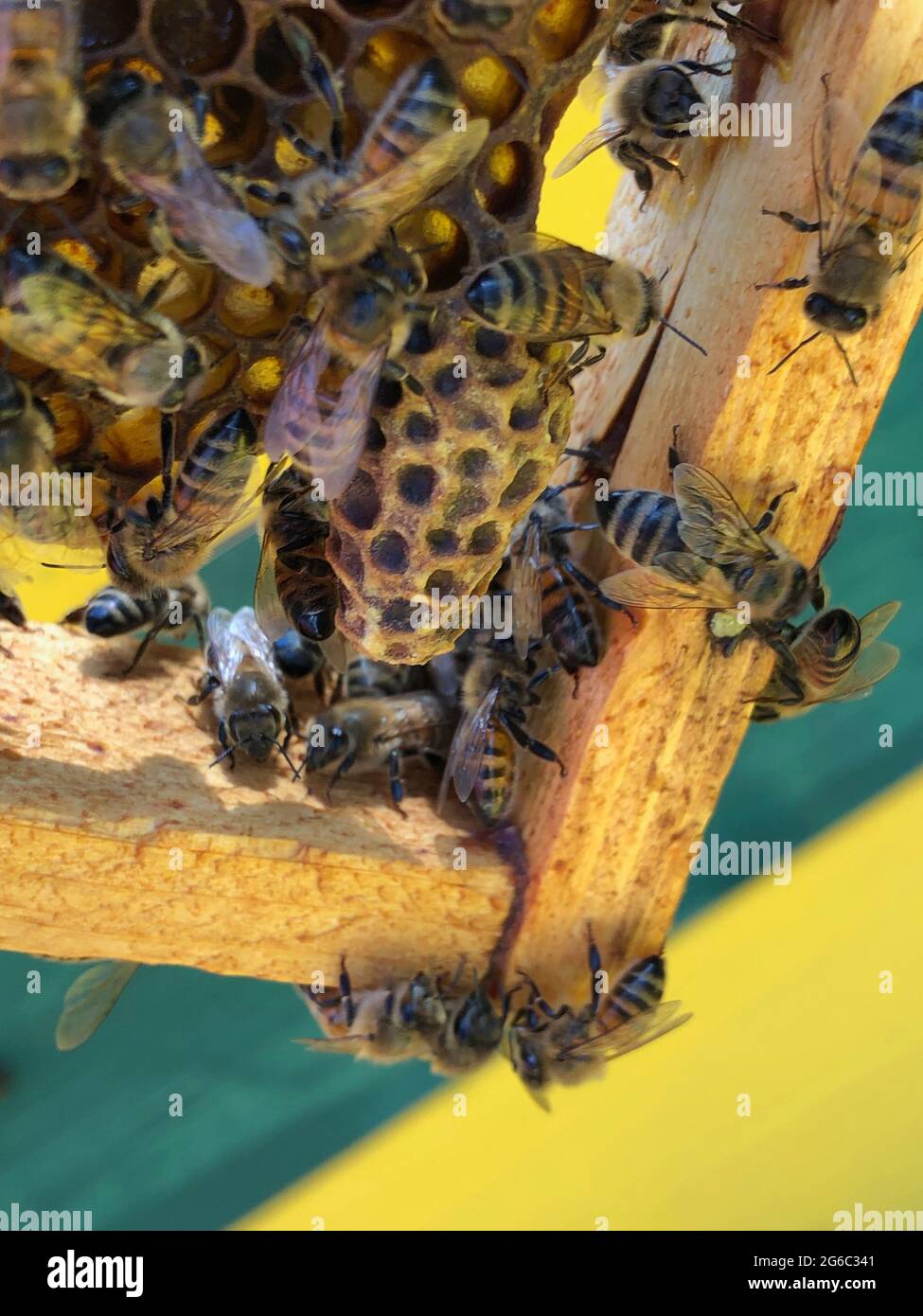 Honeycomb bees hi-res stock photography and images - Alamy