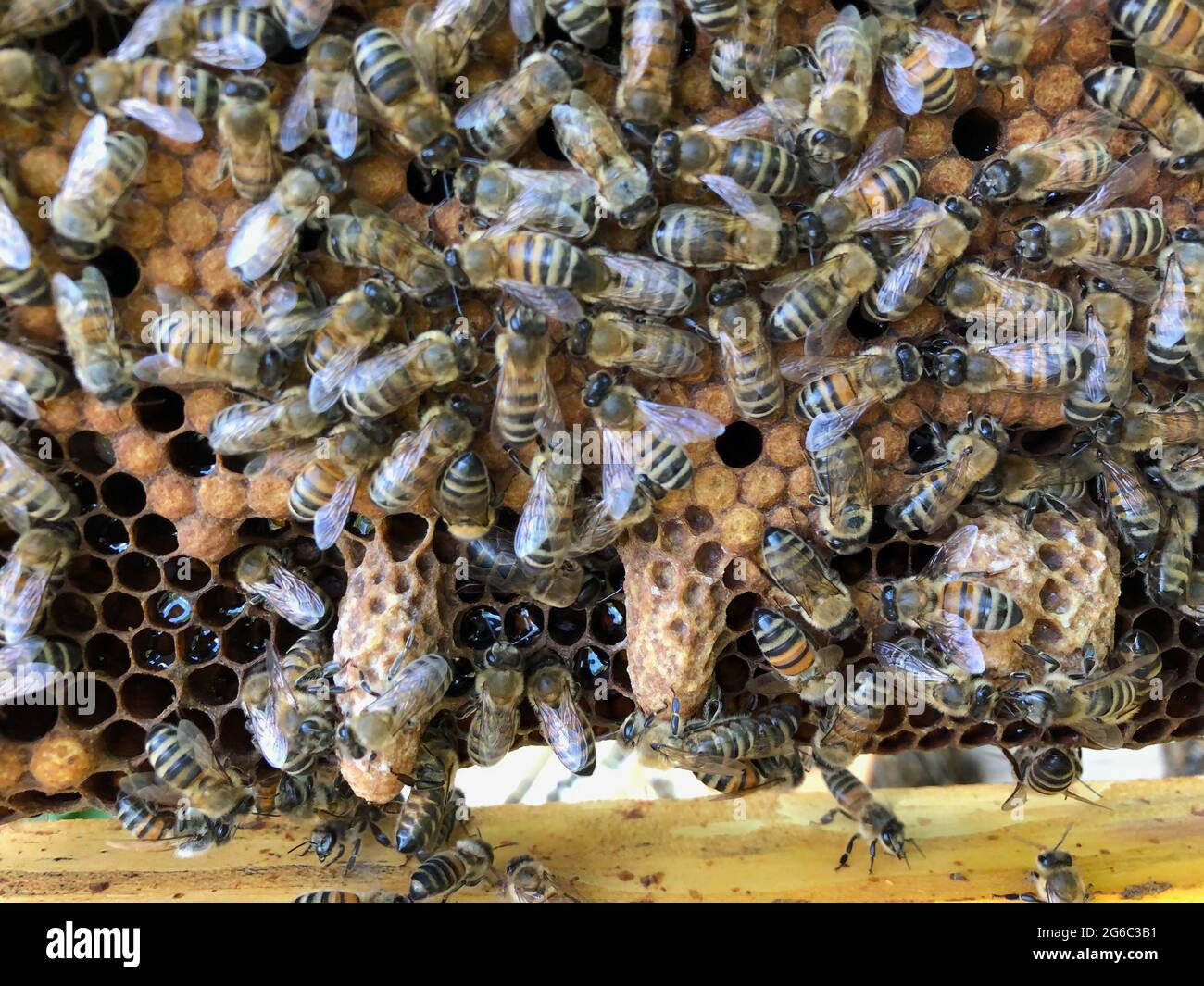 Hatched queen cell hi-res stock photography and images - Alamy