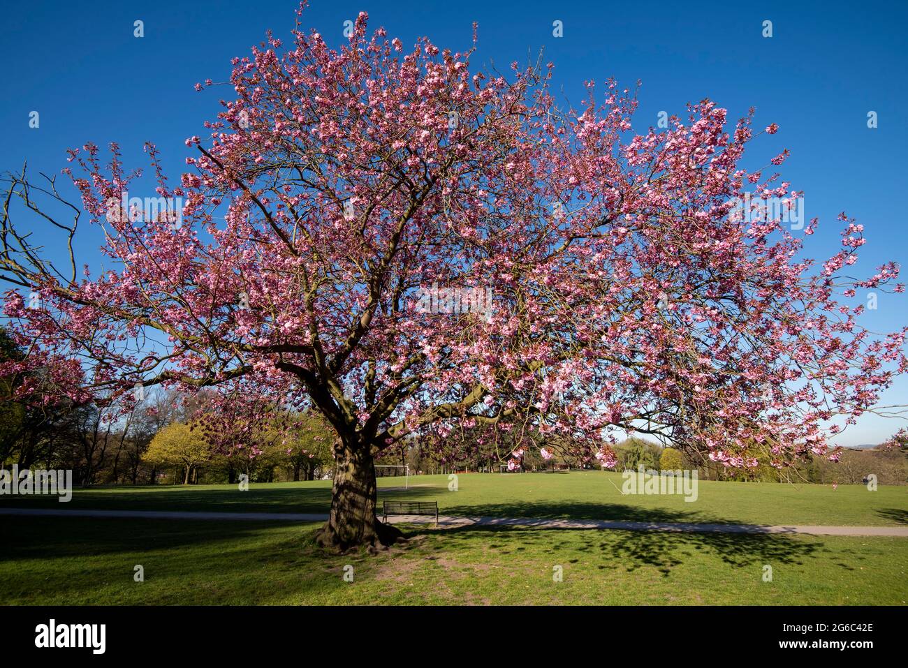 Large flowering cherry blossom tree hi-res stock photography and images ...