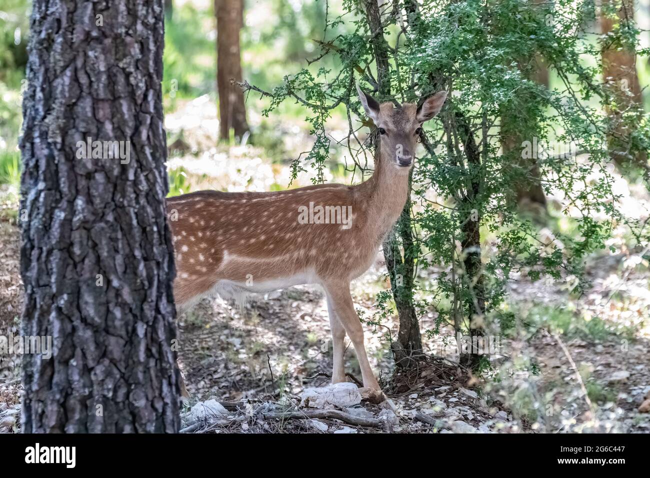 Red deer scientific name hi-res stock photography and images - Alamy
