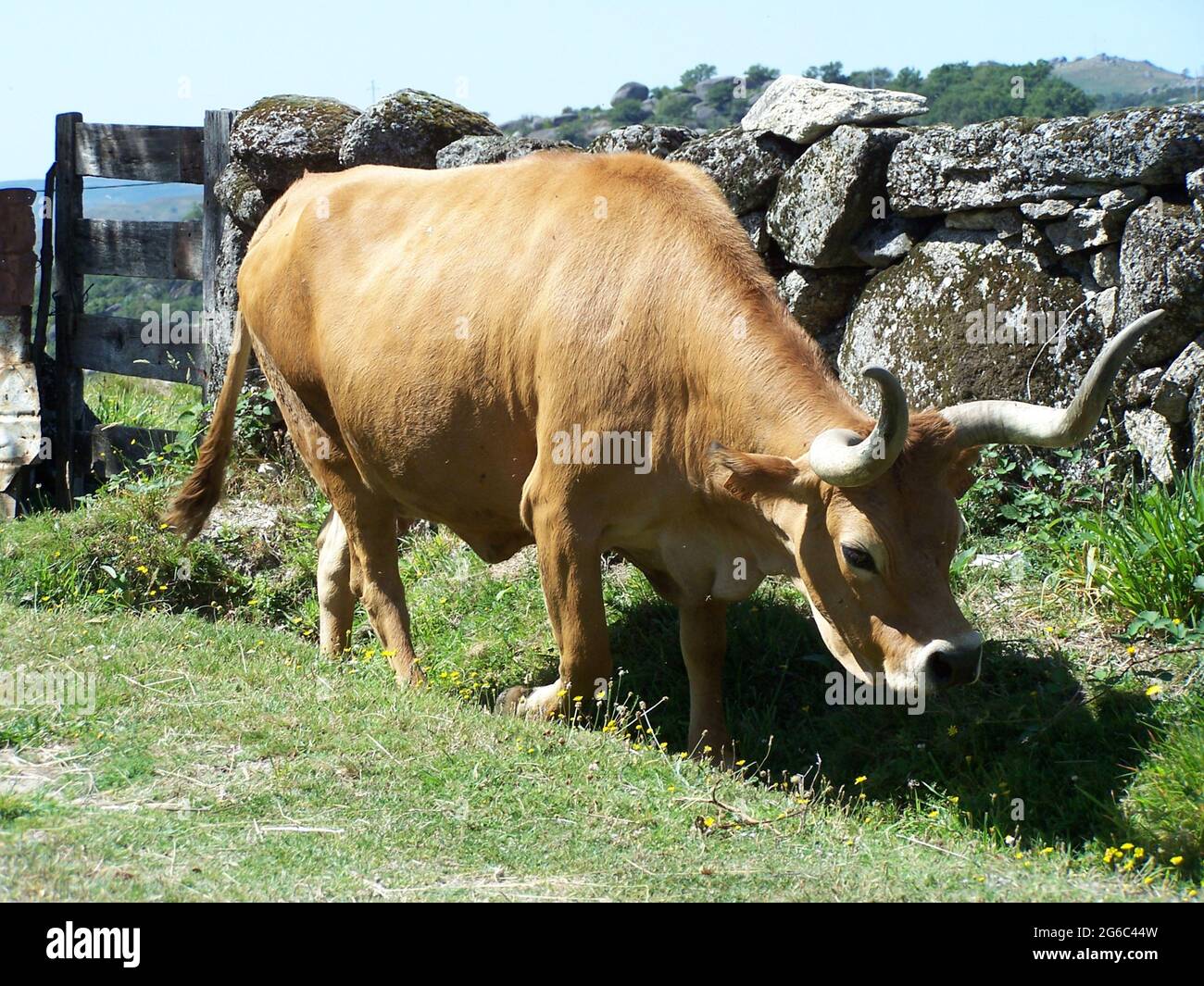 A Cachena bull in the Peneda Geres National Park, Portugal Stock Photo ...
