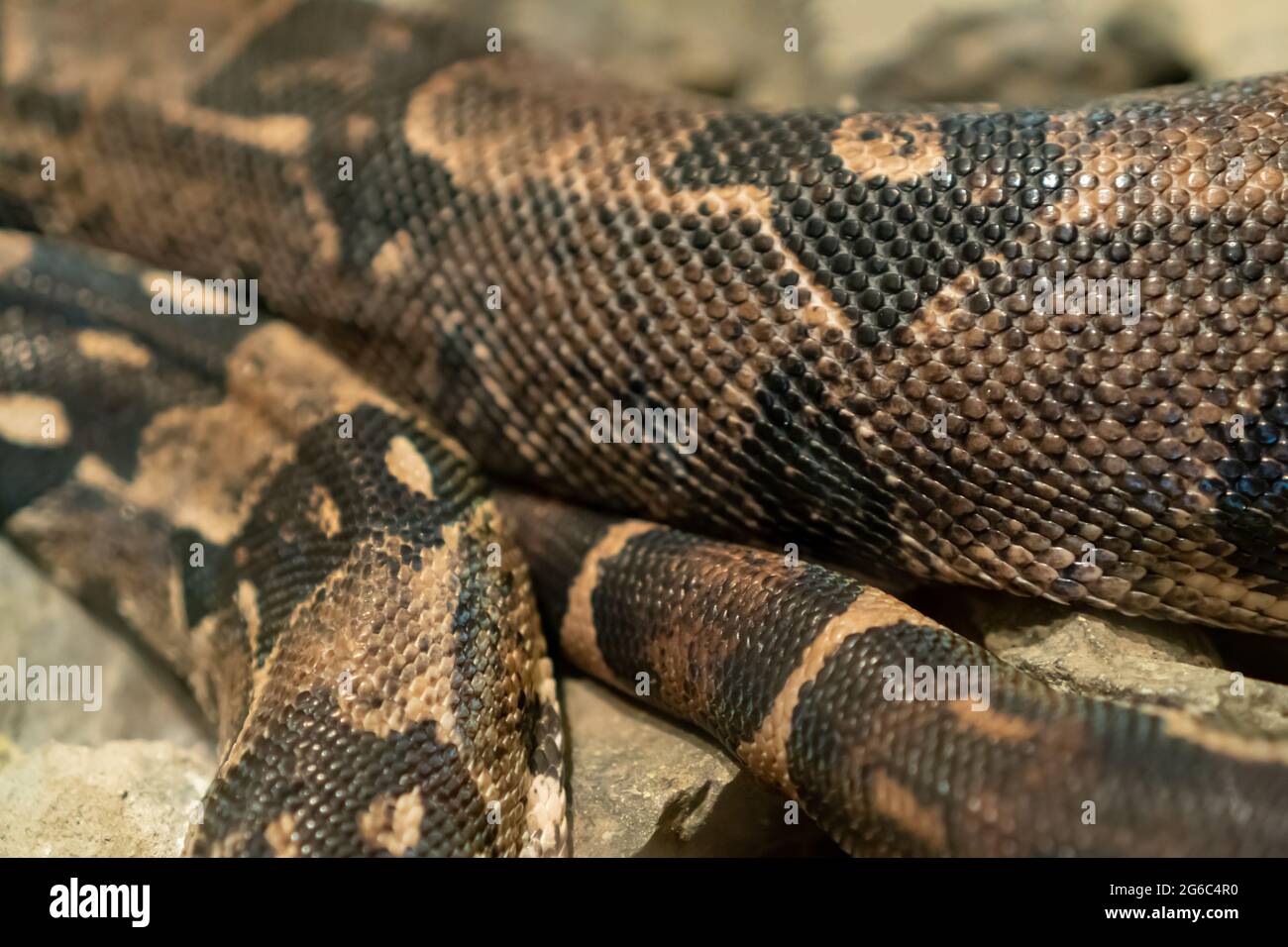 Snake on the rocks hi-res stock photography and images - Alamy