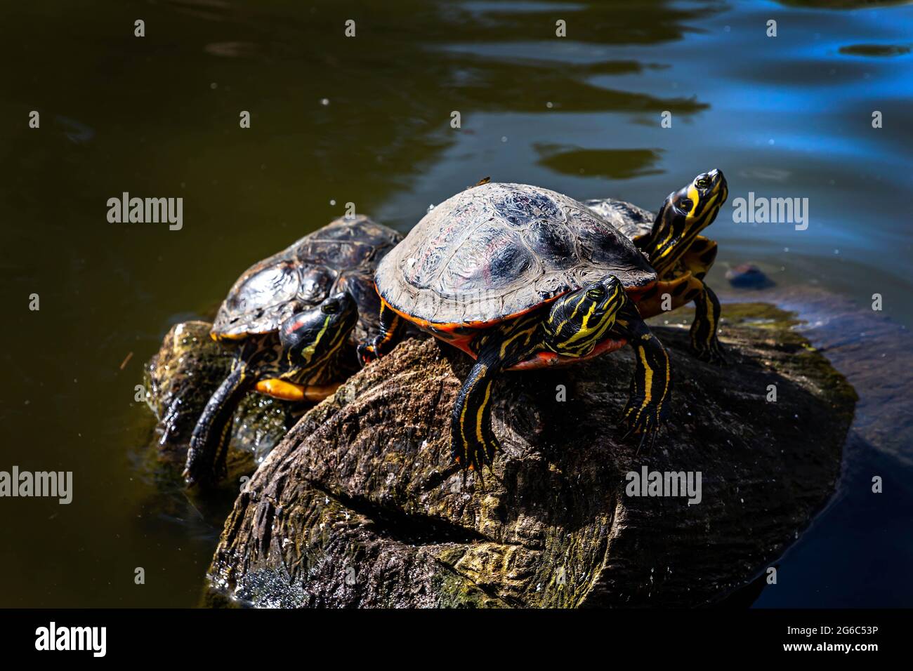 Partly submerged terrapin hi-res stock photography and images - Alamy