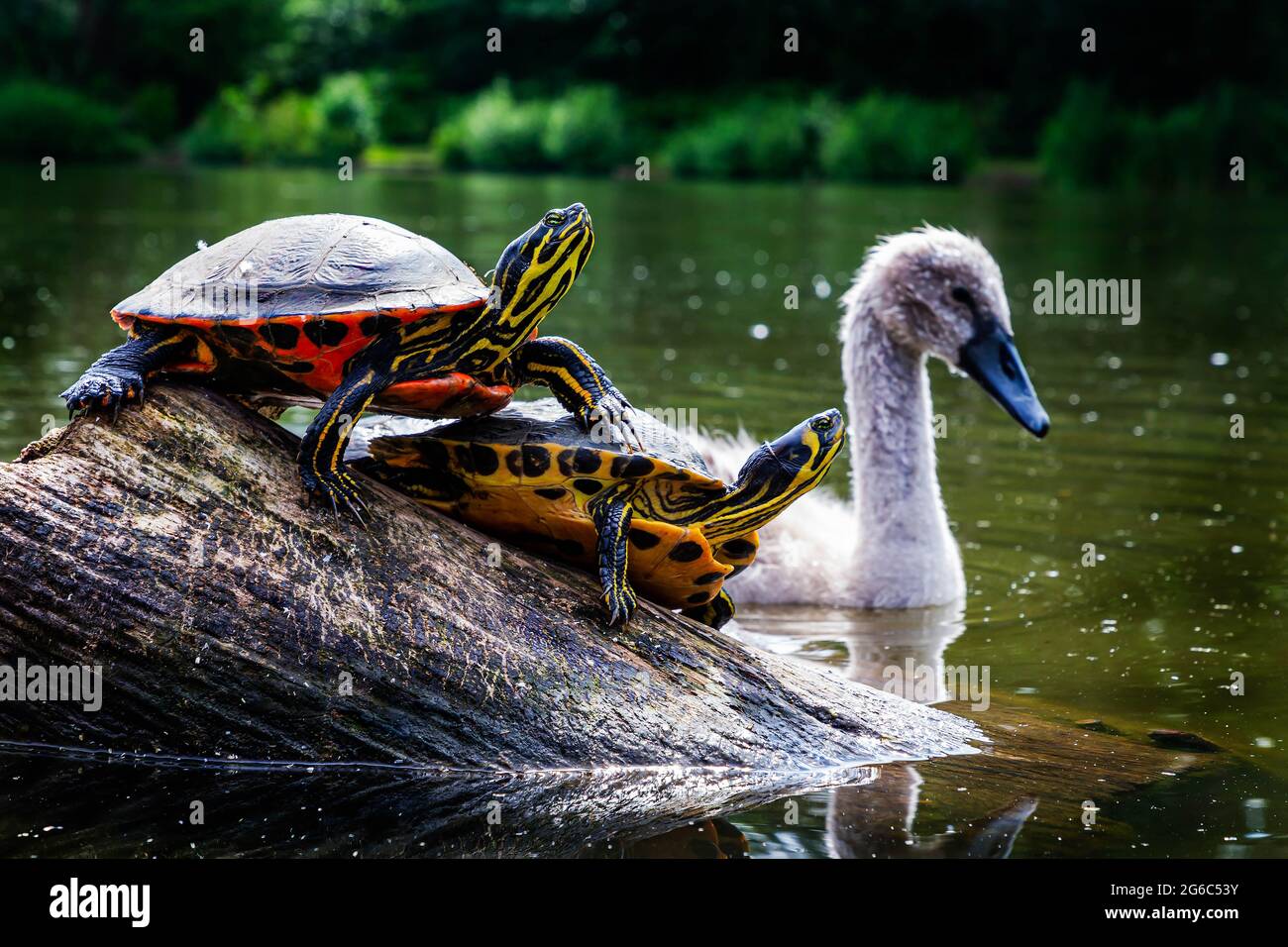 Striped-neck terrapins (Caspian Turtles) bask on a partly submerged ...