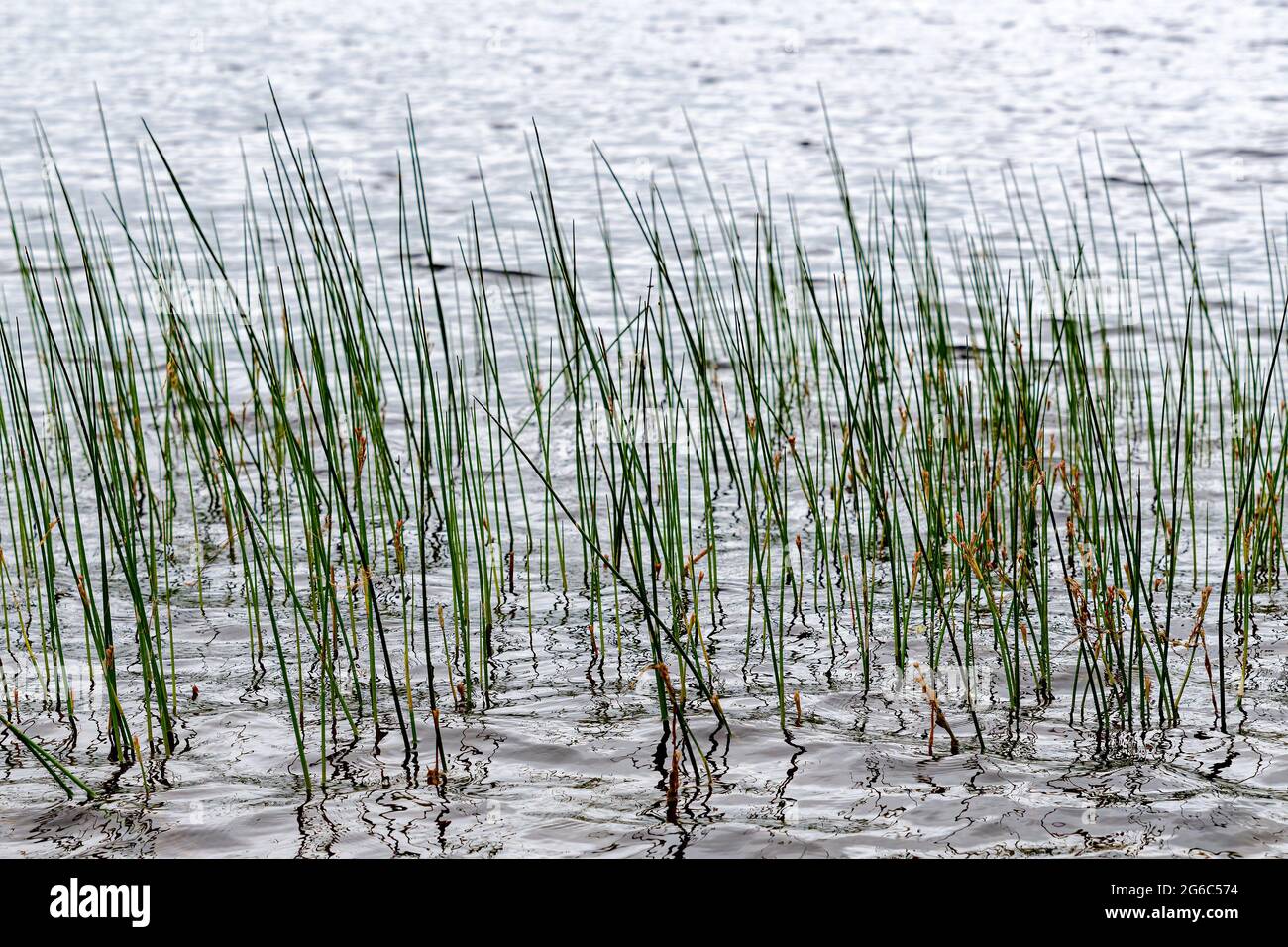 Closeup of dark green grass growing up from a lake. Dark, almost ...