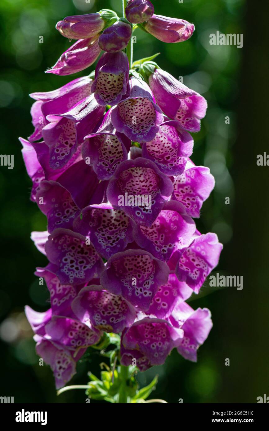 Dogs lugs hi-res stock photography and images - Alamy