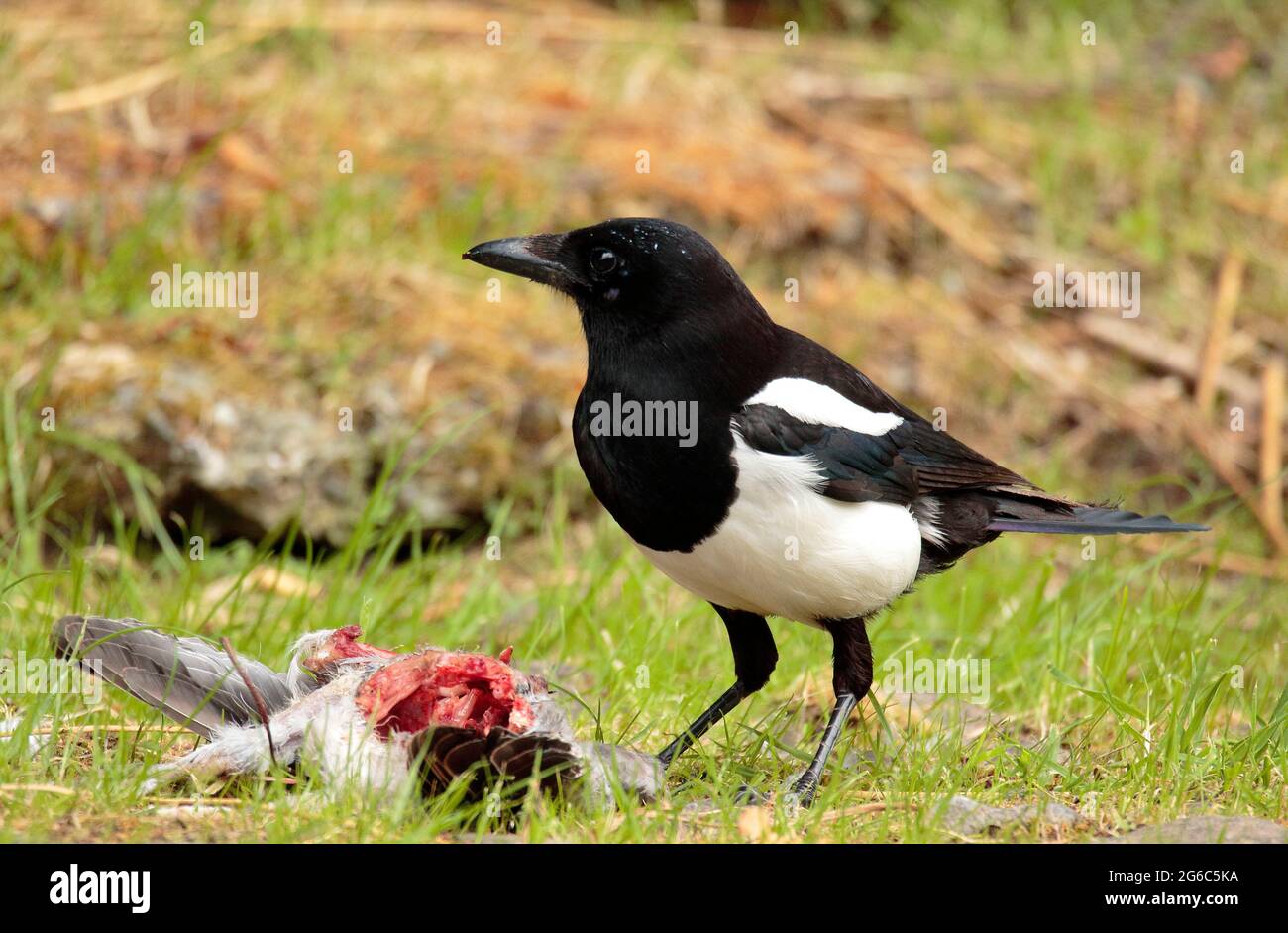 Magpie scavenging on a Sparrowhawks kill Stock Photo - Alamy