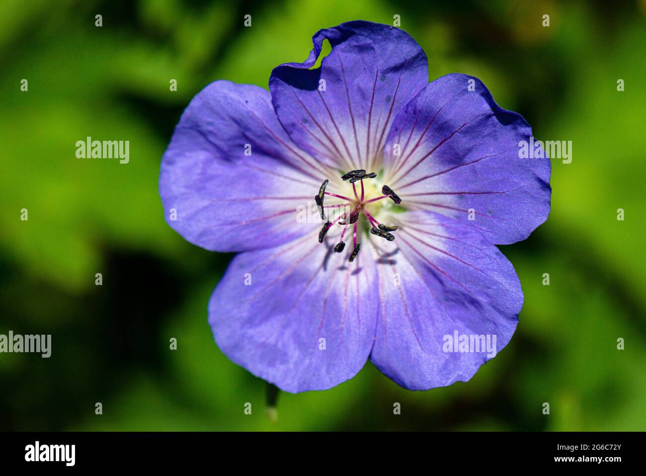 The flower of a Geranium 'Rozanne' Stock Photo - Alamy