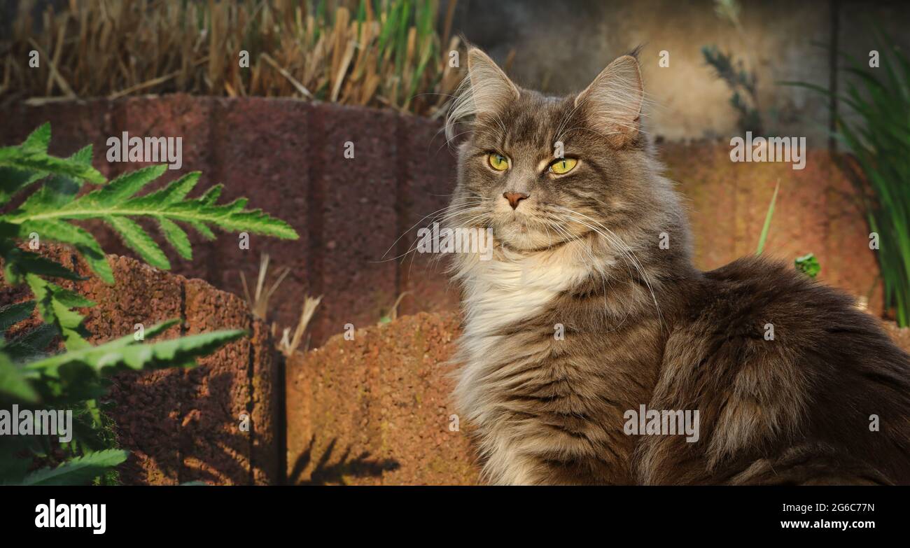 Maine Coon Cat during Golden Hour. Beautiful Blue Tabby Domestic Cat ...