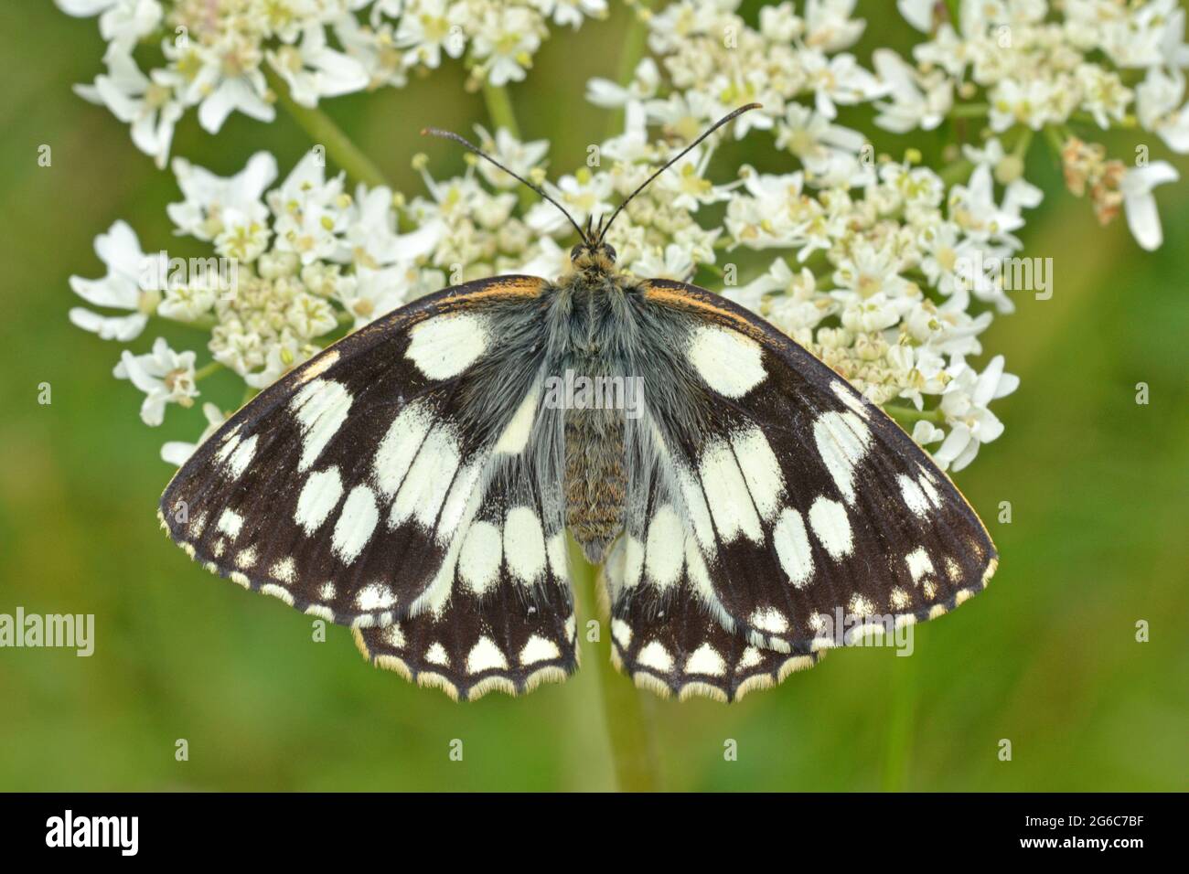 Marbled White butterfly, female, Brockadale Yorkshire Wildlife Trust ...