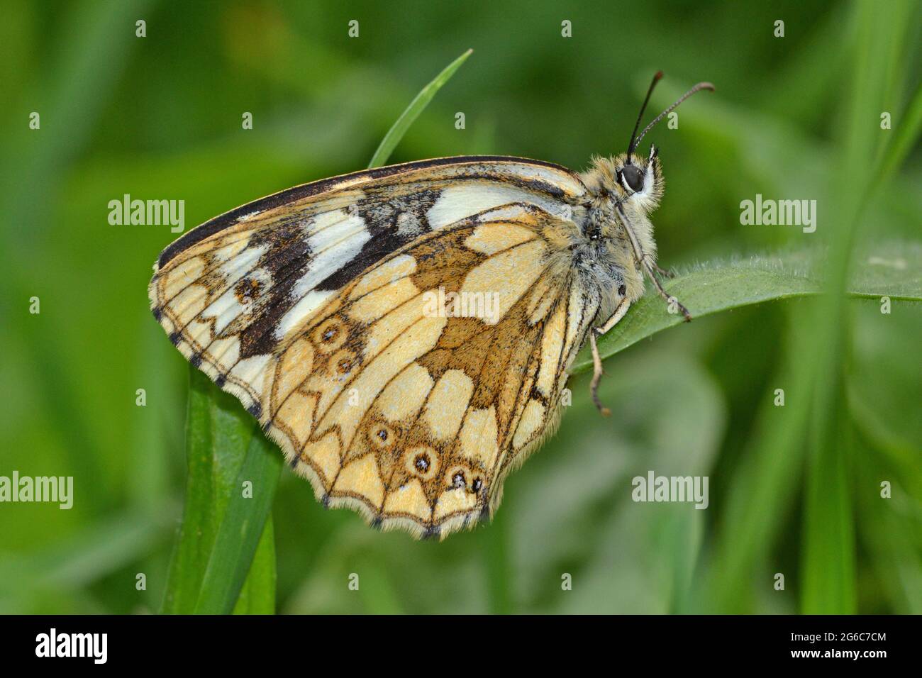 Marbled White butterfly, female, Brockadale Yorkshire Wildlife Trust ...