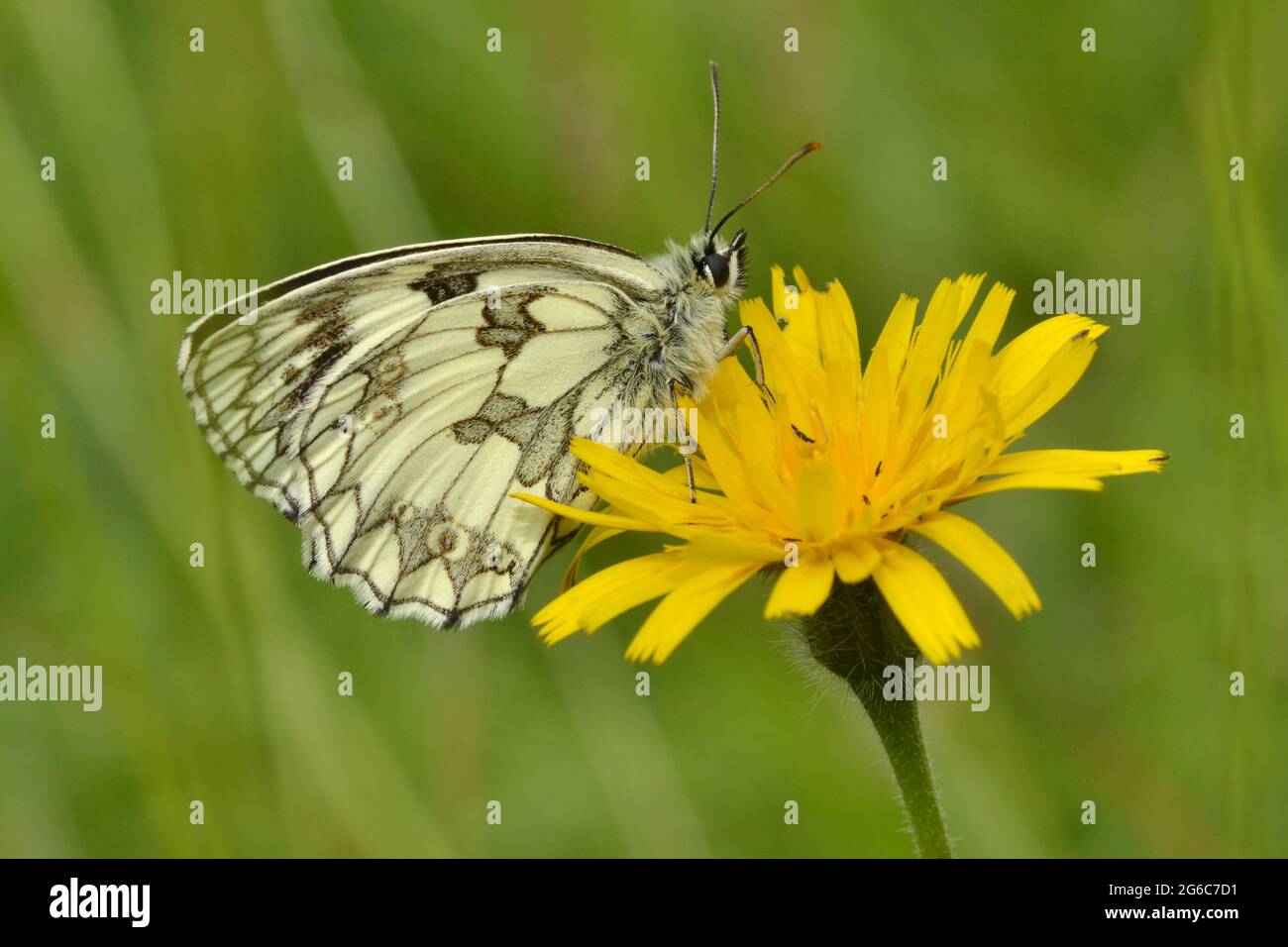 Marbled White butterfly, female, Brockadale Yorkshire Wildlife Trust ...