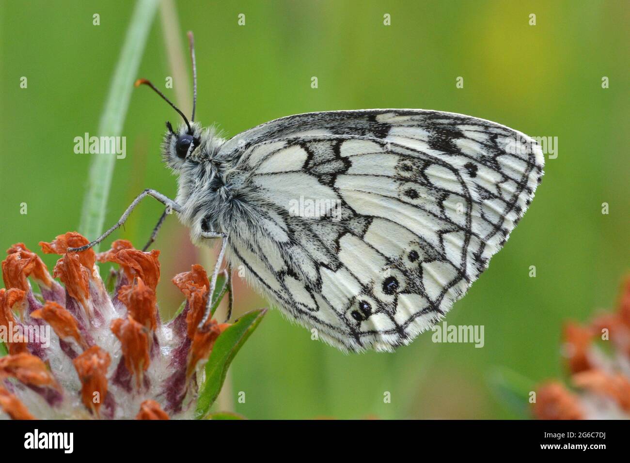 Yorkshire wildlife trust hi-res stock photography and images - Alamy