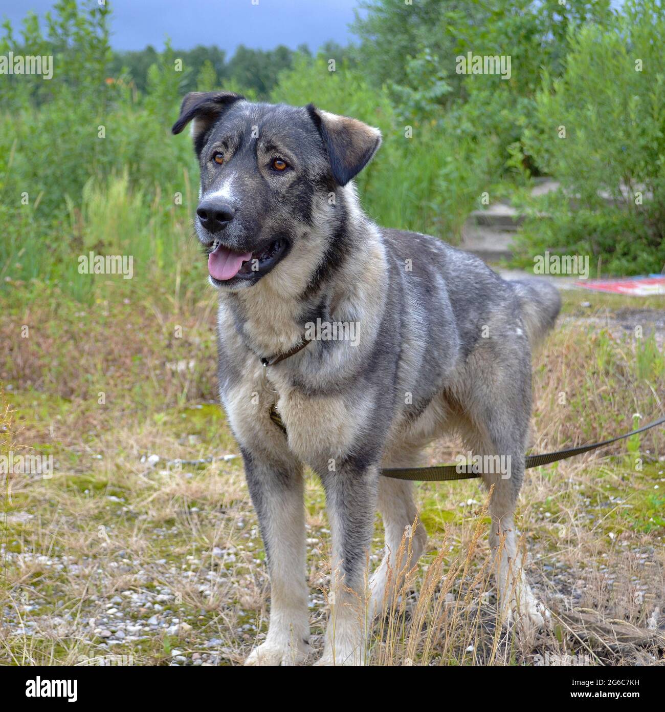 A large gray dog stands in full growth and looks forward Stock Photo ...