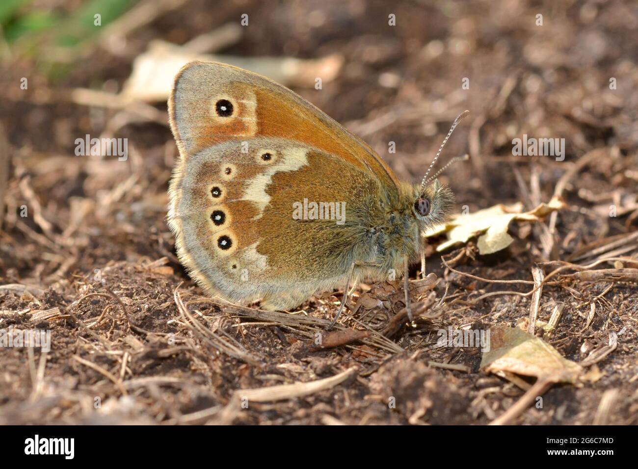 Large Heath butterfly, very rare, on Whixall Moss, Shropshire Stock ...