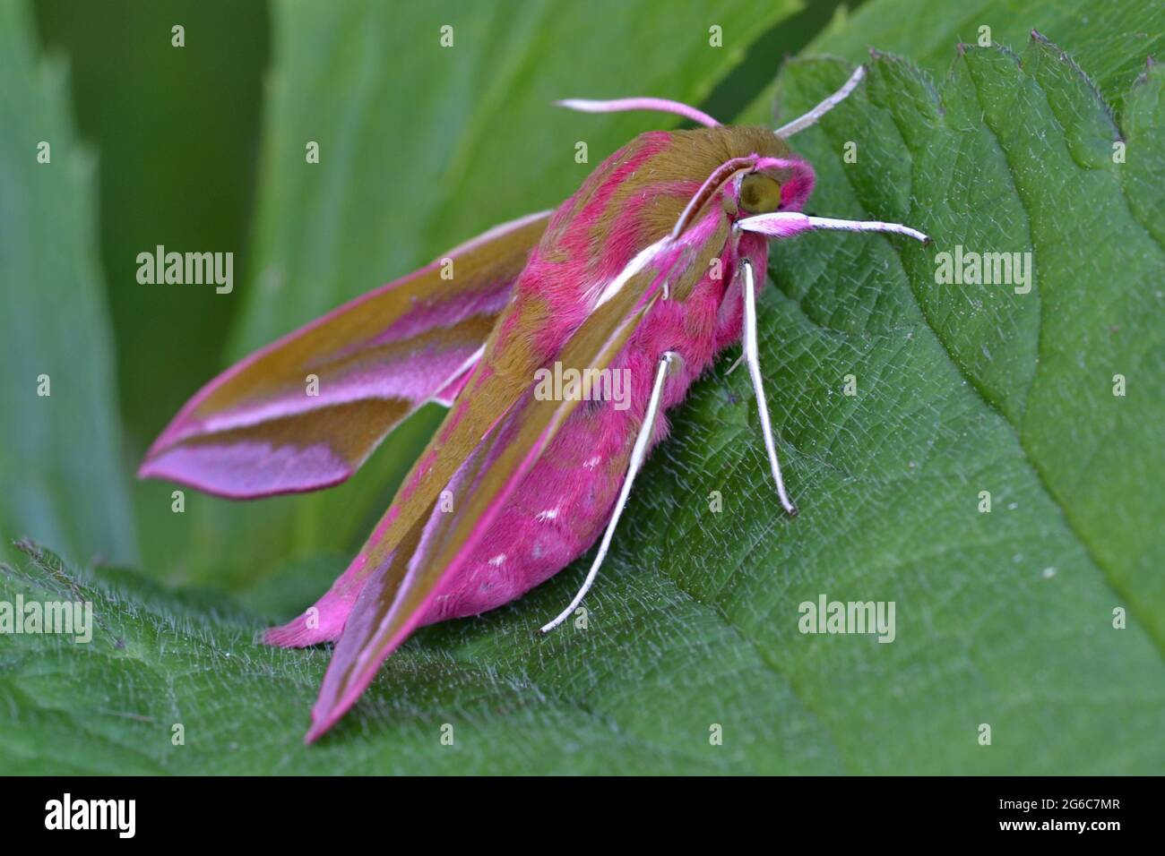 Elephant Hawk Moth, UK, named after he caterpillar's resemblance to an ...