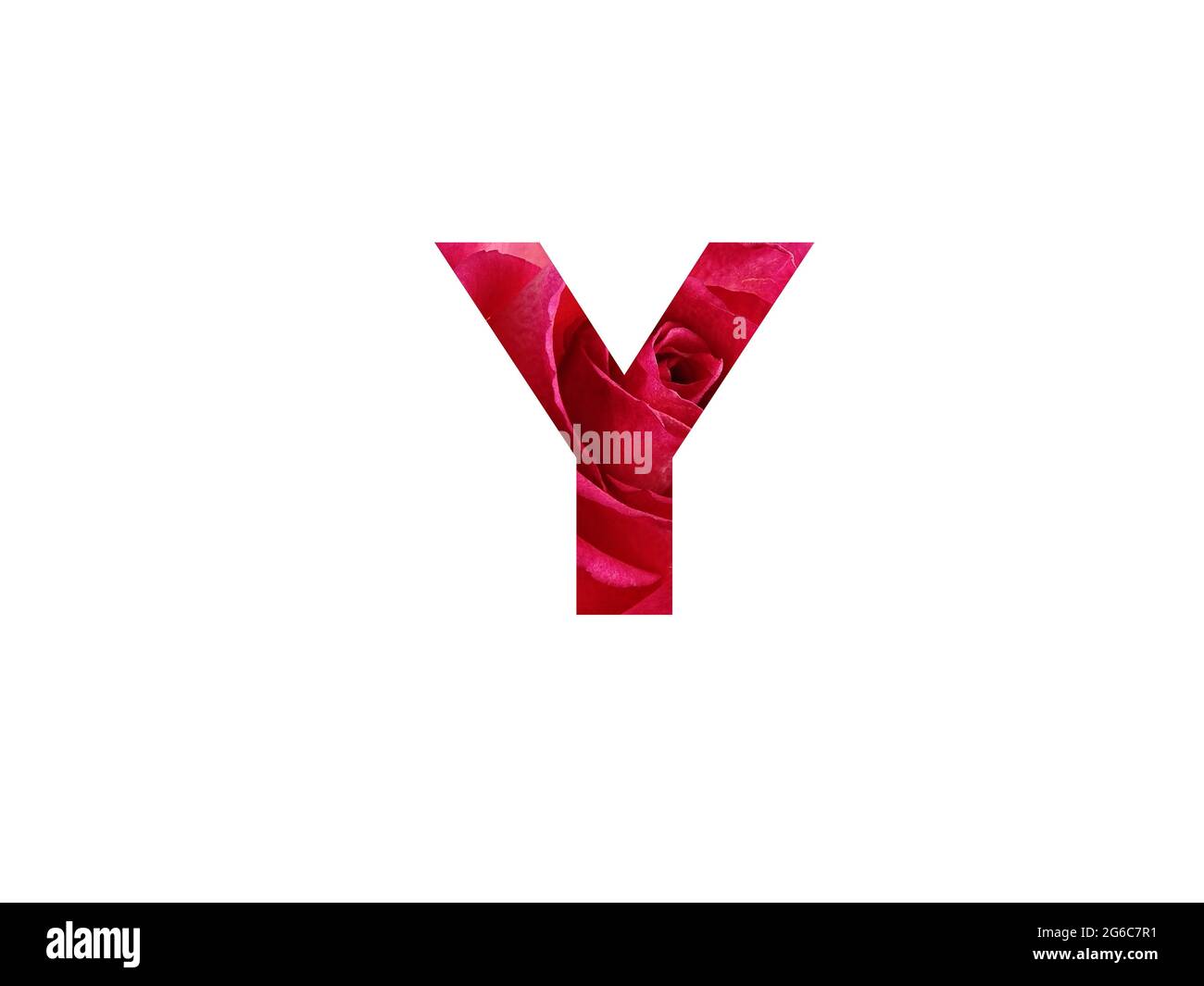 Letter Y of the alphabet made with a photo of a red rose, isolated on a ...