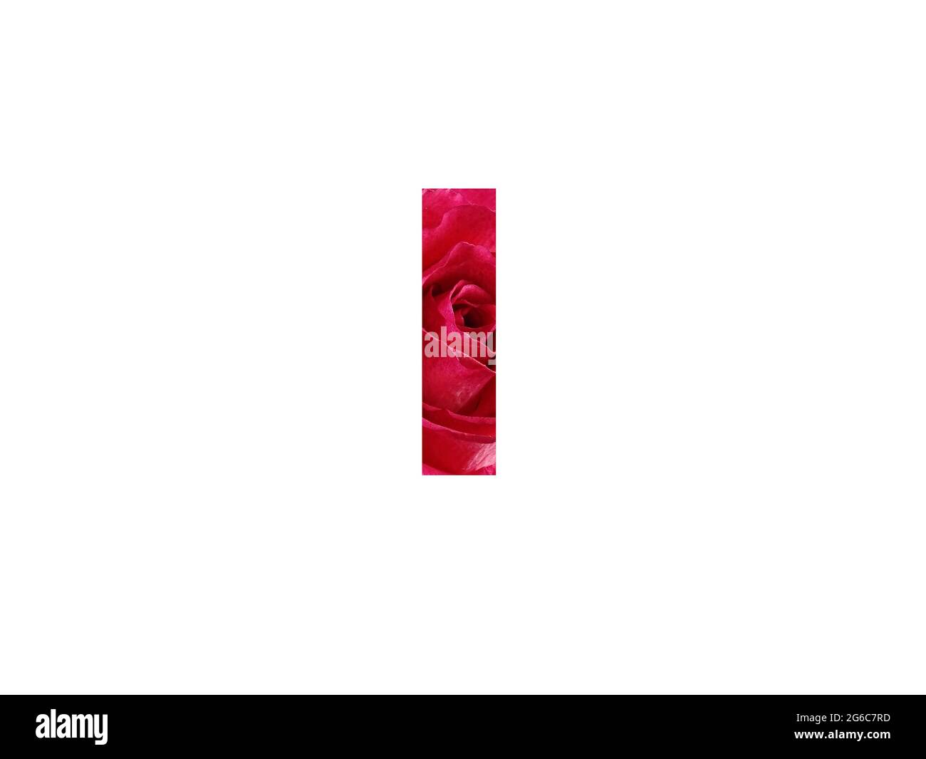 Letter i of the alphabet made with a photo of a red rose, isolated on a ...