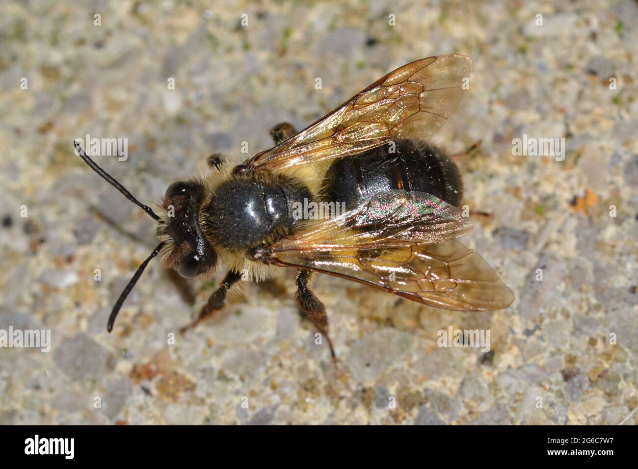 Chocolate Mining Bee Stock Photo - Alamy