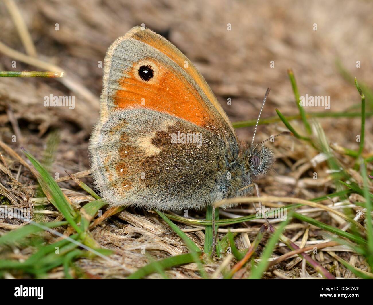 Small Heath Butterfly Stock Photo - Alamy