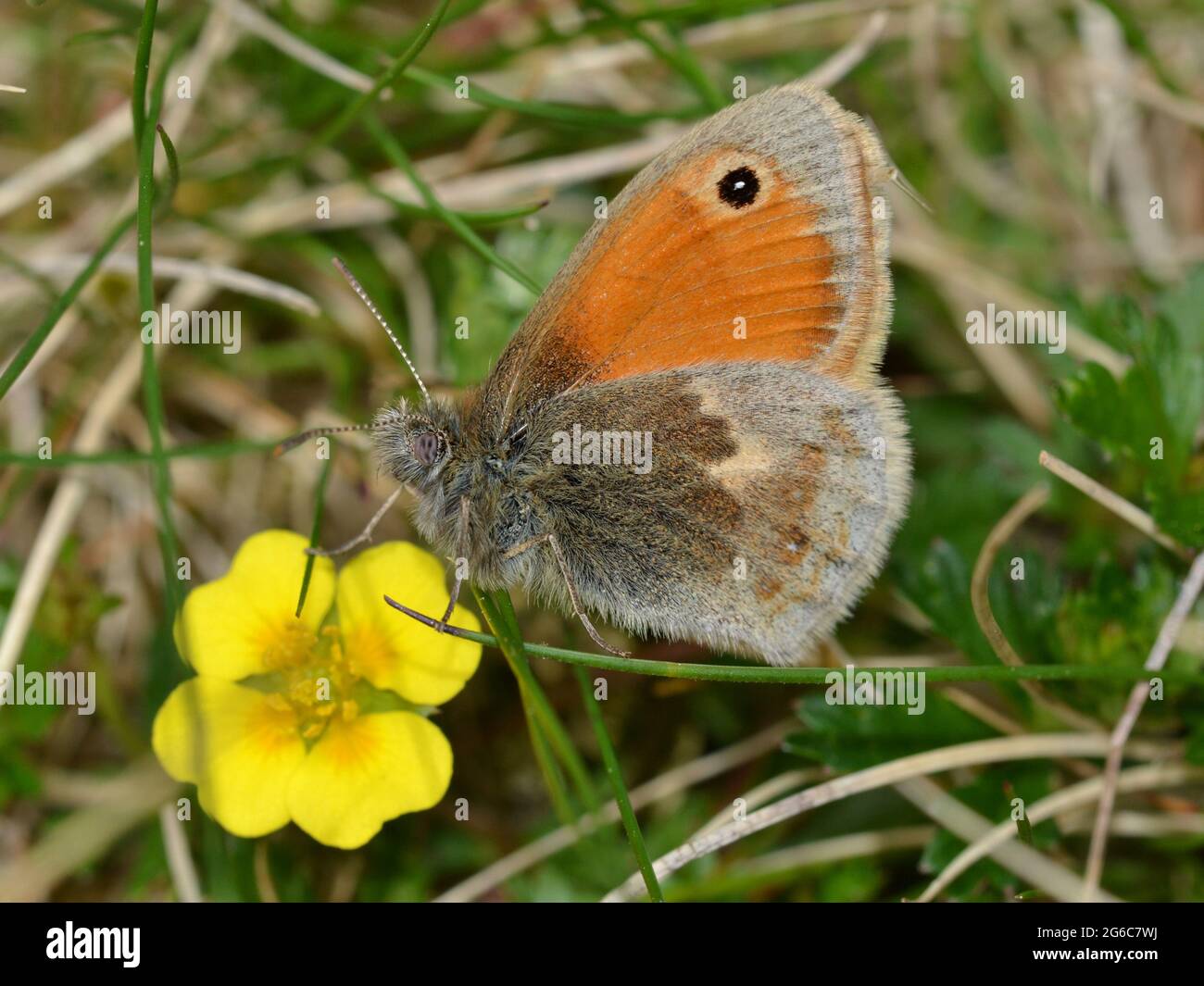 Small Heath Butterfly Stock Photo - Alamy