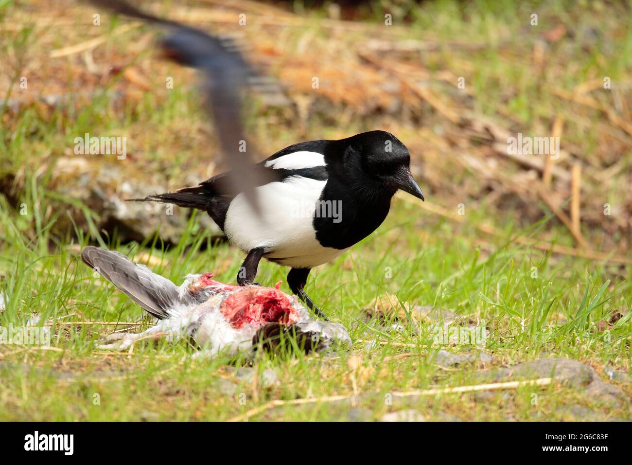 Magpie scavenging on a Sparrowhawks kill Stock Photo - Alamy
