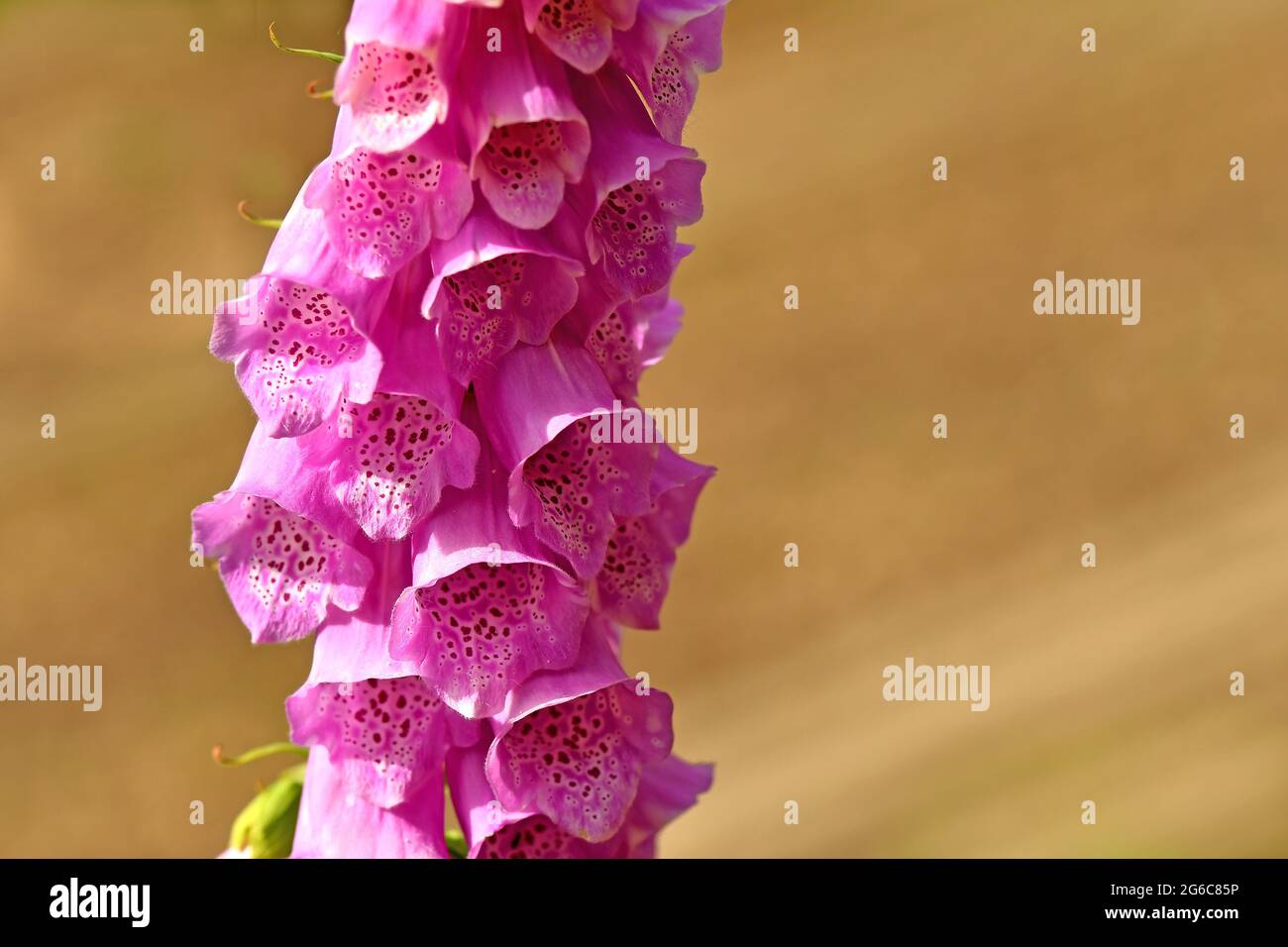 Medicinal Herb Purple Foxglove With Flower Stock Photo - Alamy