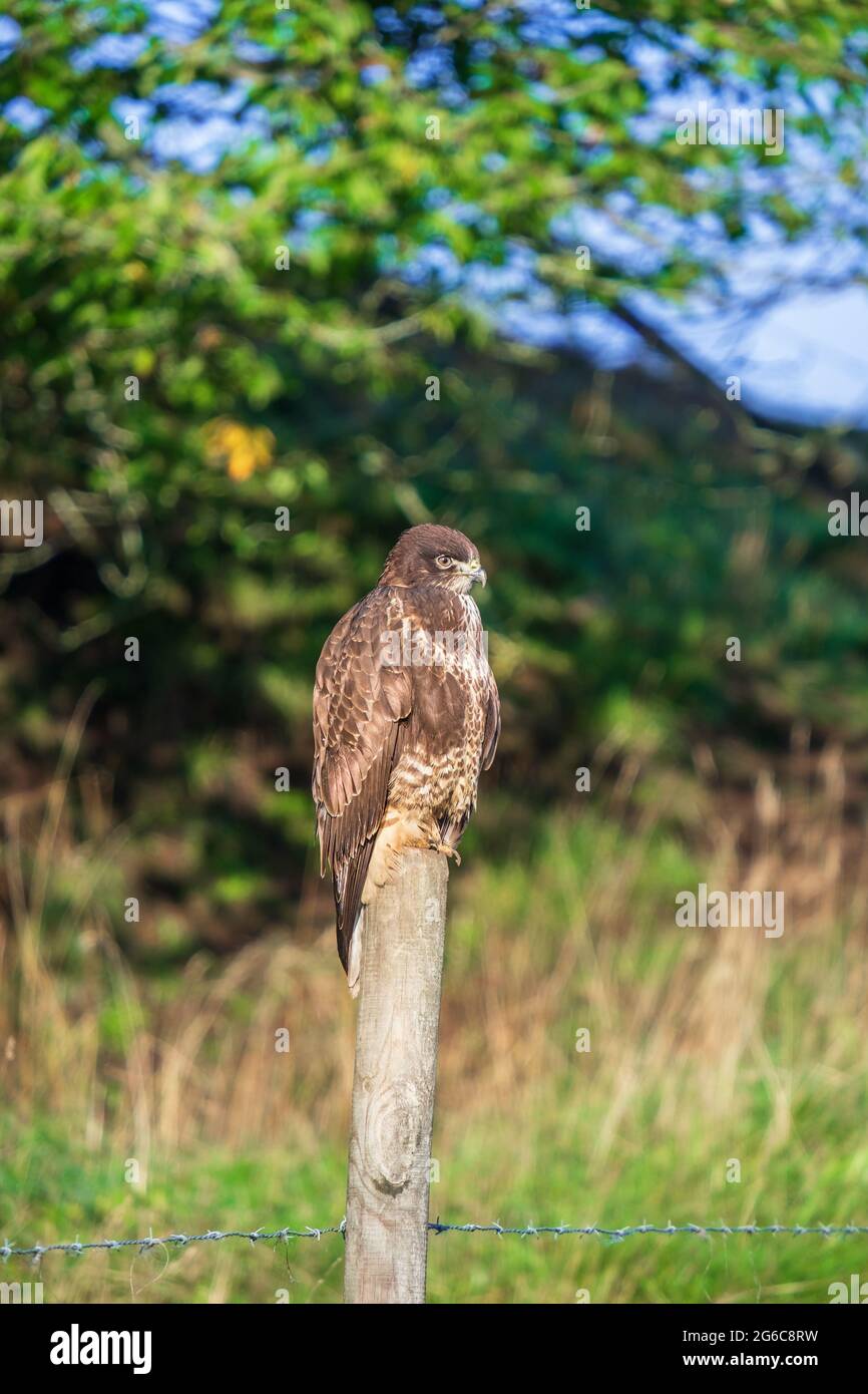 Common Buzzard sitting on a wood post and looking Stock Photo - Alamy