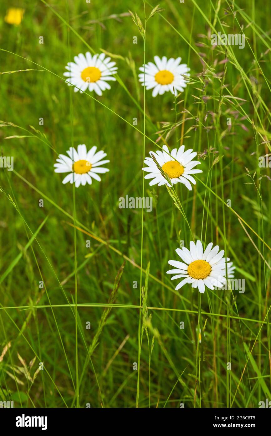 Oxeye daisy flowers hi-res stock photography and images - Alamy