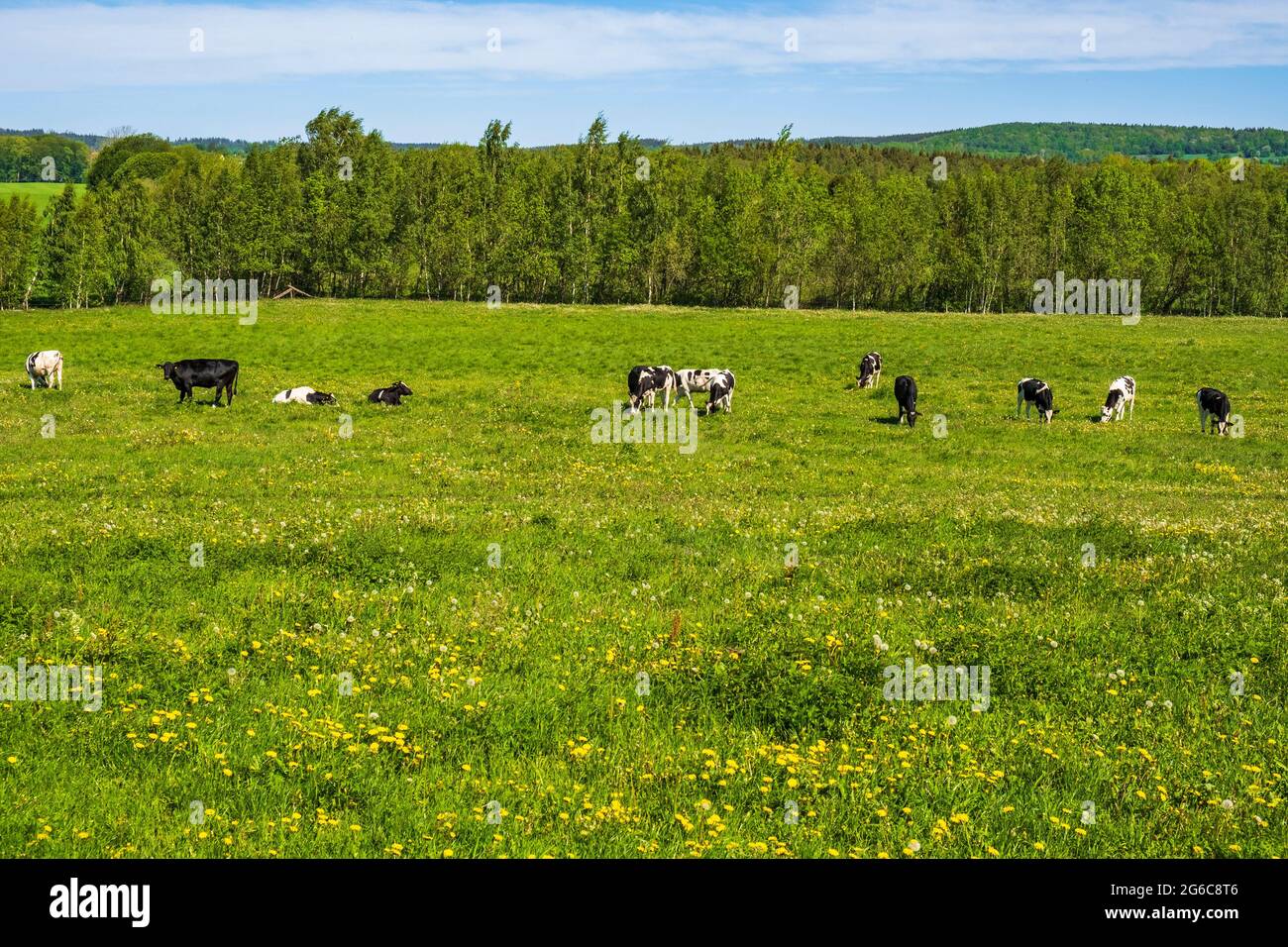 Grazing cattle pasture yellow flowers hi-res stock photography and ...
