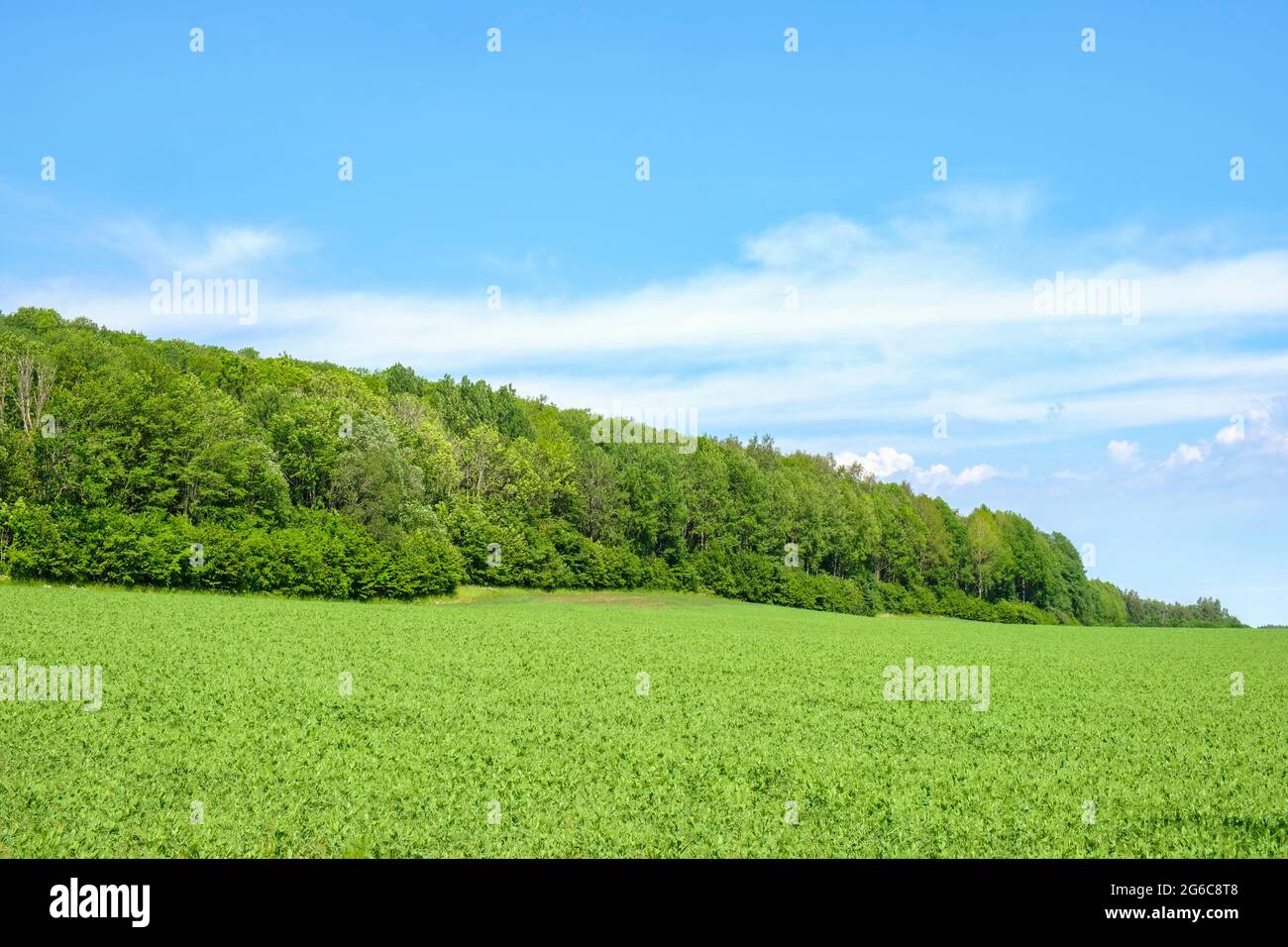 Field at the forest edge at a hillside Stock Photo - Alamy