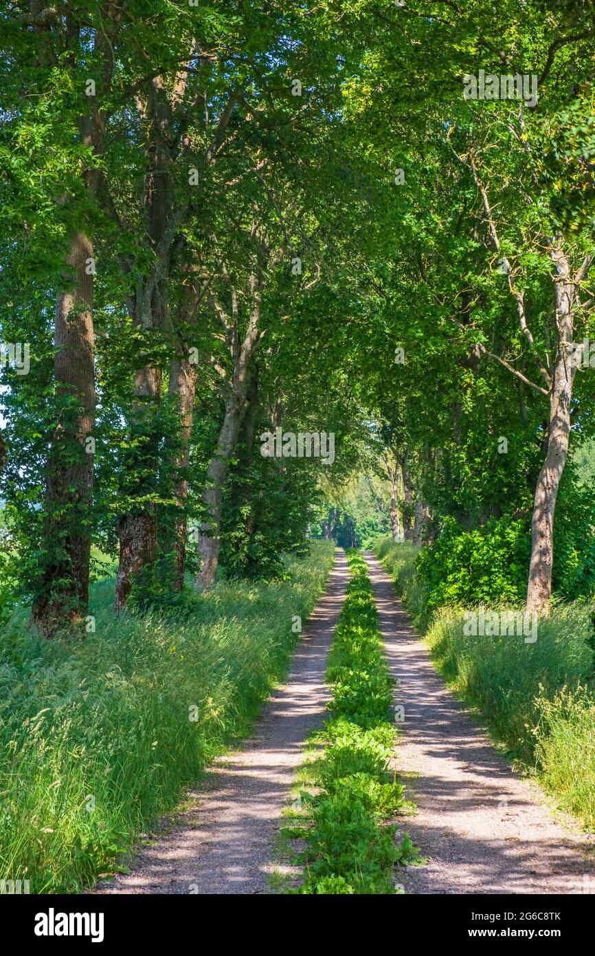 Lush foliage line hi-res stock photography and images - Alamy