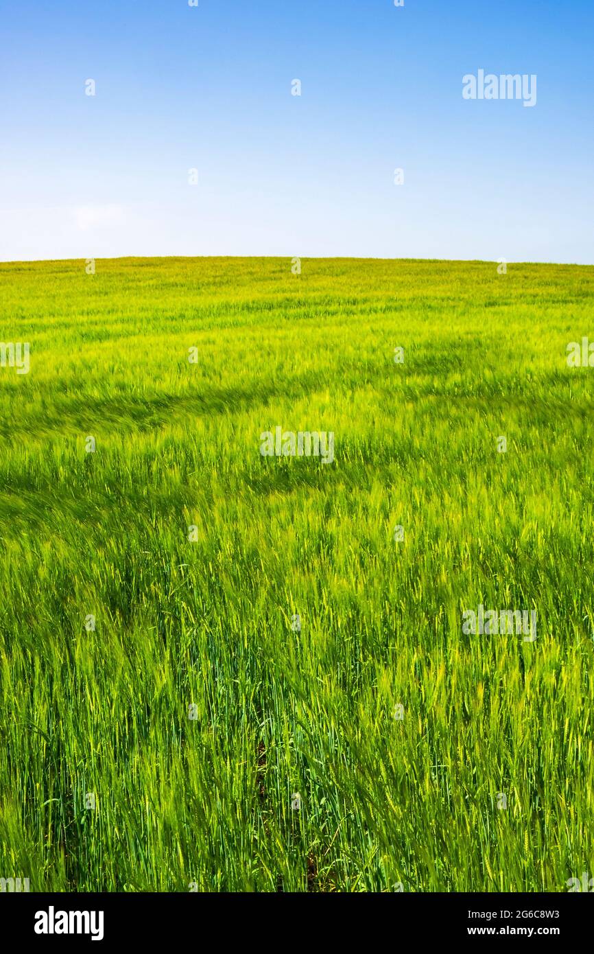 Abstract cornfield hi-res stock photography and images - Alamy