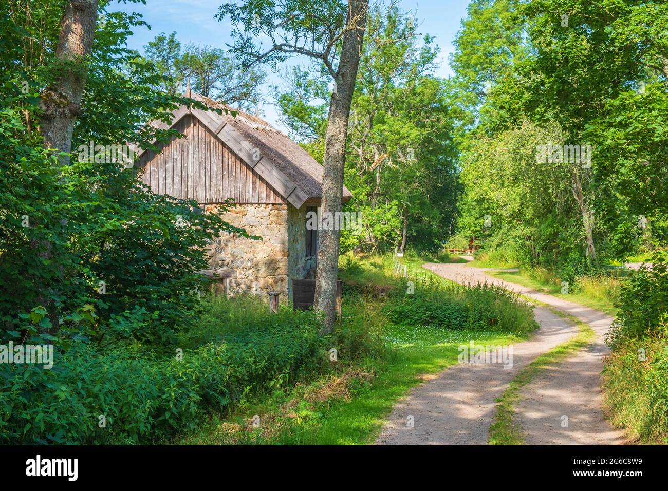 Old tree winding road hi-res stock photography and images - Alamy
