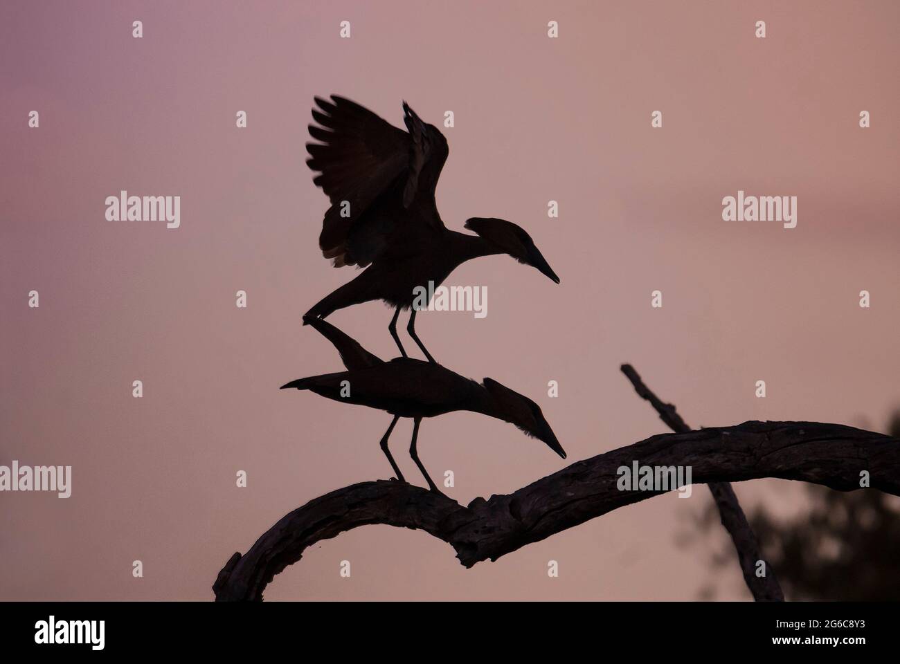 Hammer headed Stork, (Scopus umbretta), African wading bird, Kruger ...