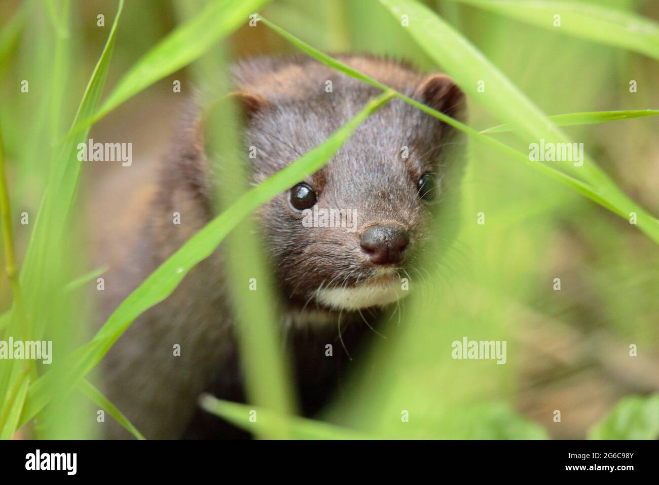 Mink eyes hi-res stock photography and images - Alamy