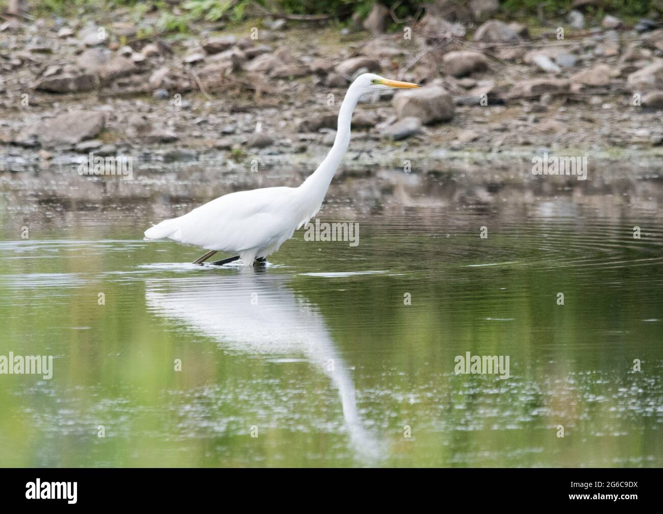 Ardea alba bird hi-res stock photography and images - Alamy