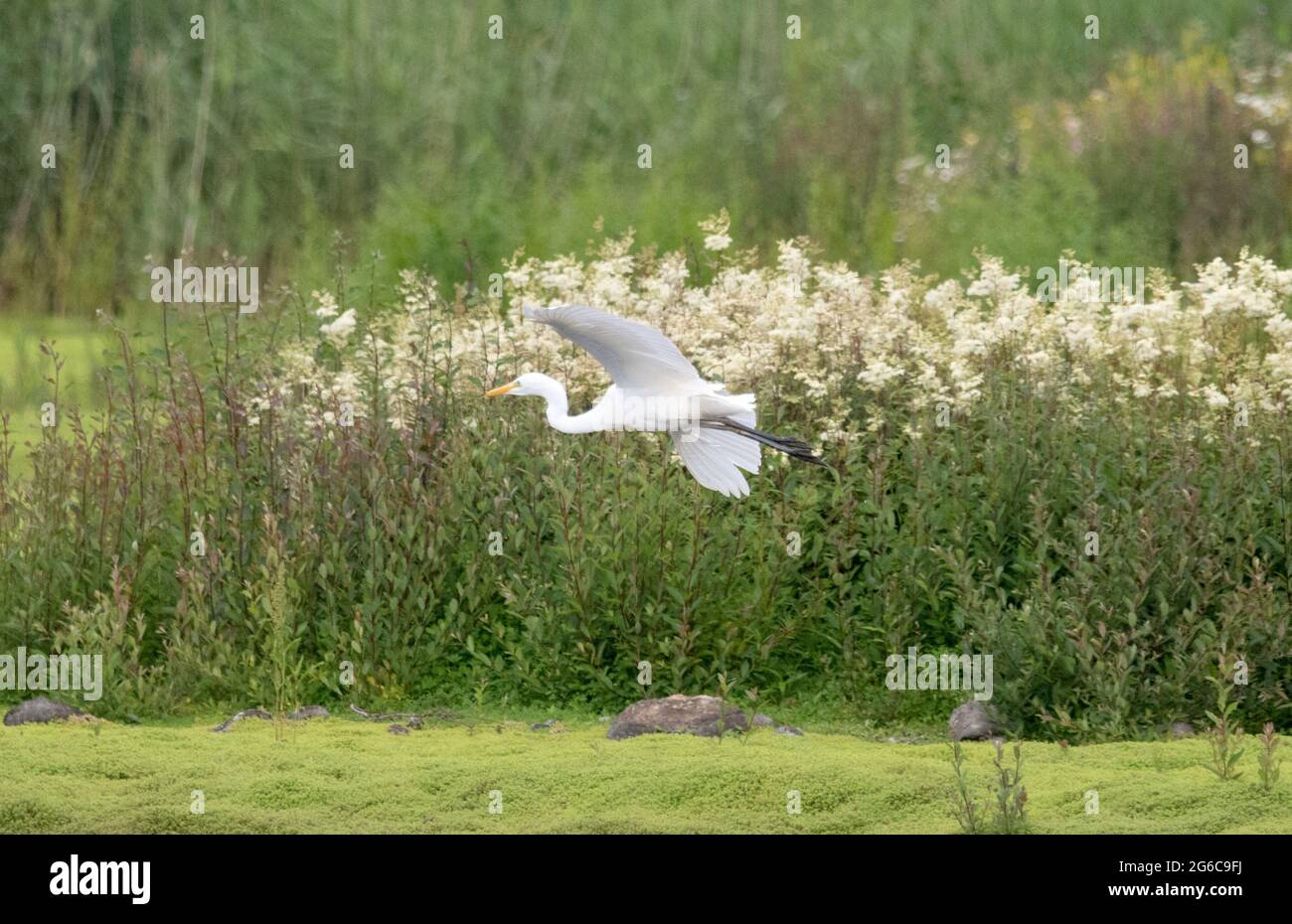 Ardea alba uk flying hi-res stock photography and images - Alamy